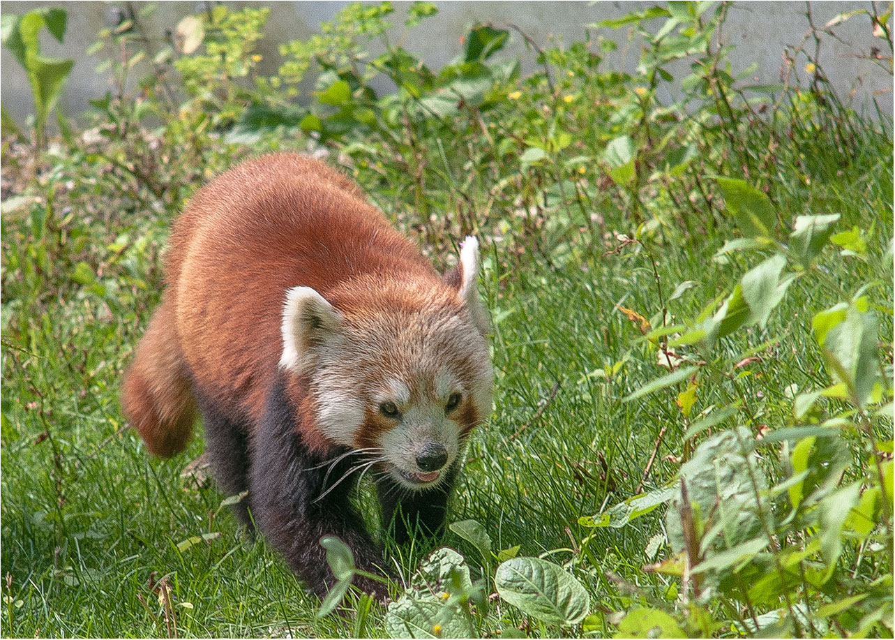 der rote Panda Foto & Bild | tiere, natur Bilder auf fotocommunity
