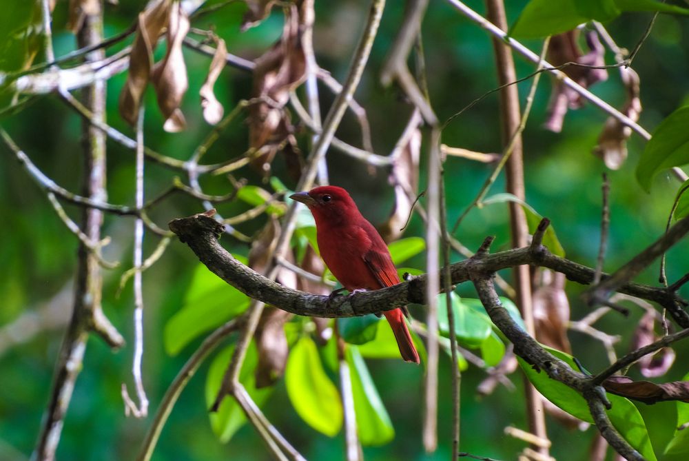 ...der rote Tangar... Foto & Bild | north america, central america ...
