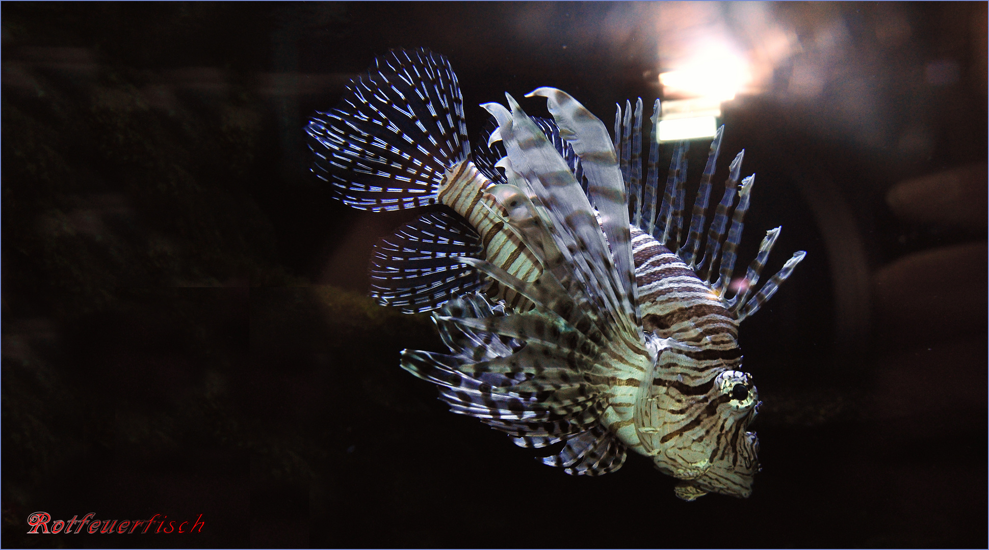 Der Rotfeuerfisch...... Foto & Bild | berlin, zoo, aquarium Bilder auf ...