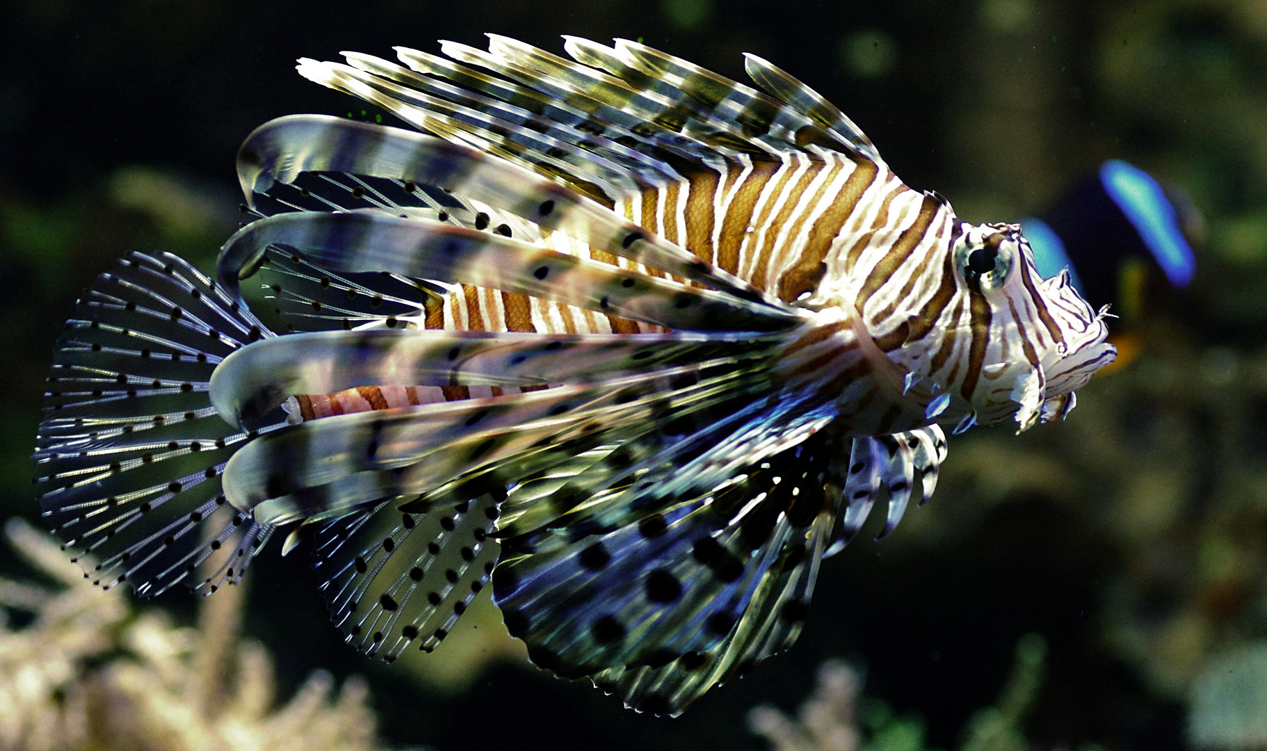 Der Rotfeuerfisch Foto & Bild | tiere, zoo, wildpark & falknerei, zoo ...