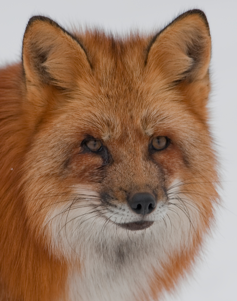 Der Rotfuchs Foto & Bild | tiere, natur Bilder auf fotocommunity