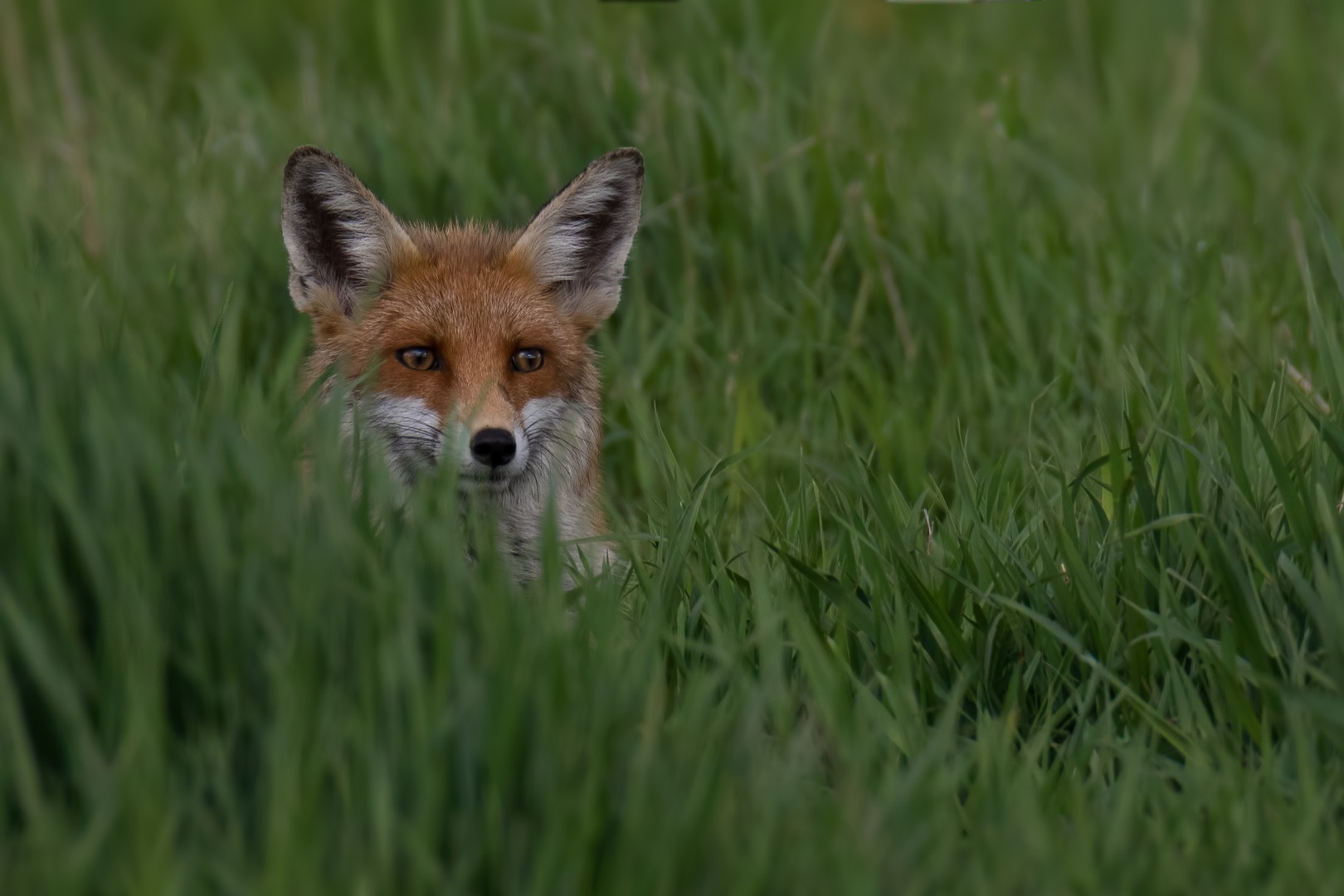 Der Rotfuchs ... Foto & Bild | tiere, wildlife, säugetiere Bilder auf ...
