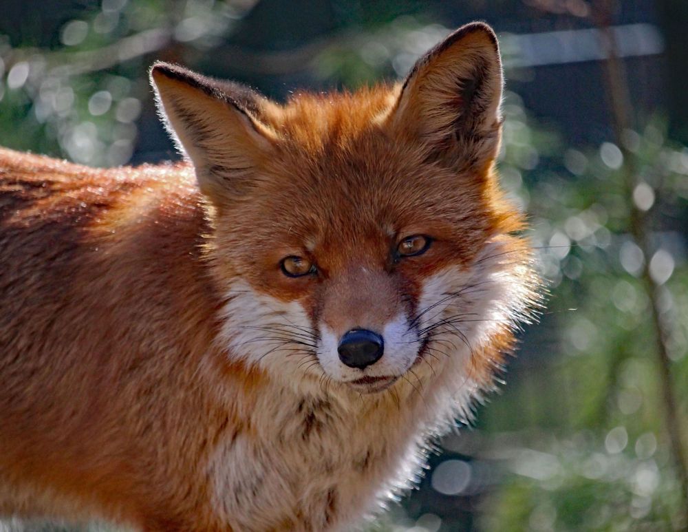 Der Rotfuchs Foto & Bild | natur, tiere, zoo, wildpark & falknerei ...