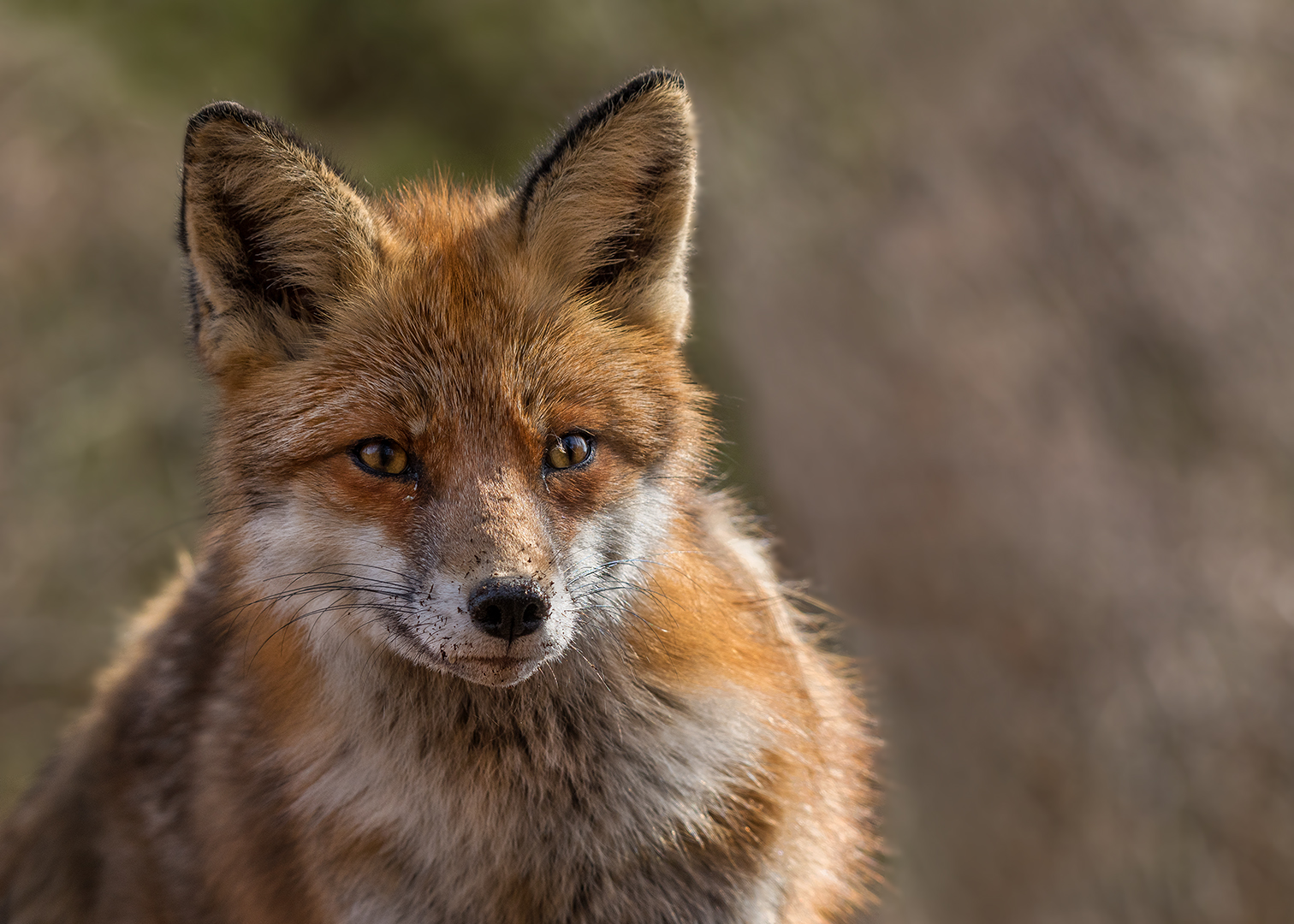 Der Rotfuchs (Vulpes vulpes) Foto & Bild | tiere, wildlife, säugetiere ...