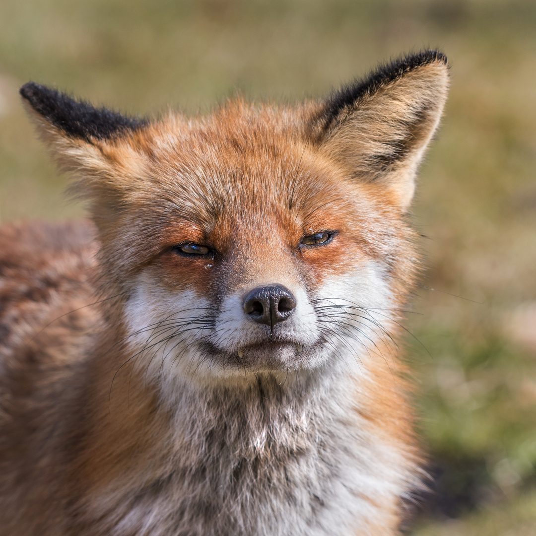 Der Rotfuchs (Vulpes vulpes) Foto & Bild | natur, tiere, wildlife ...