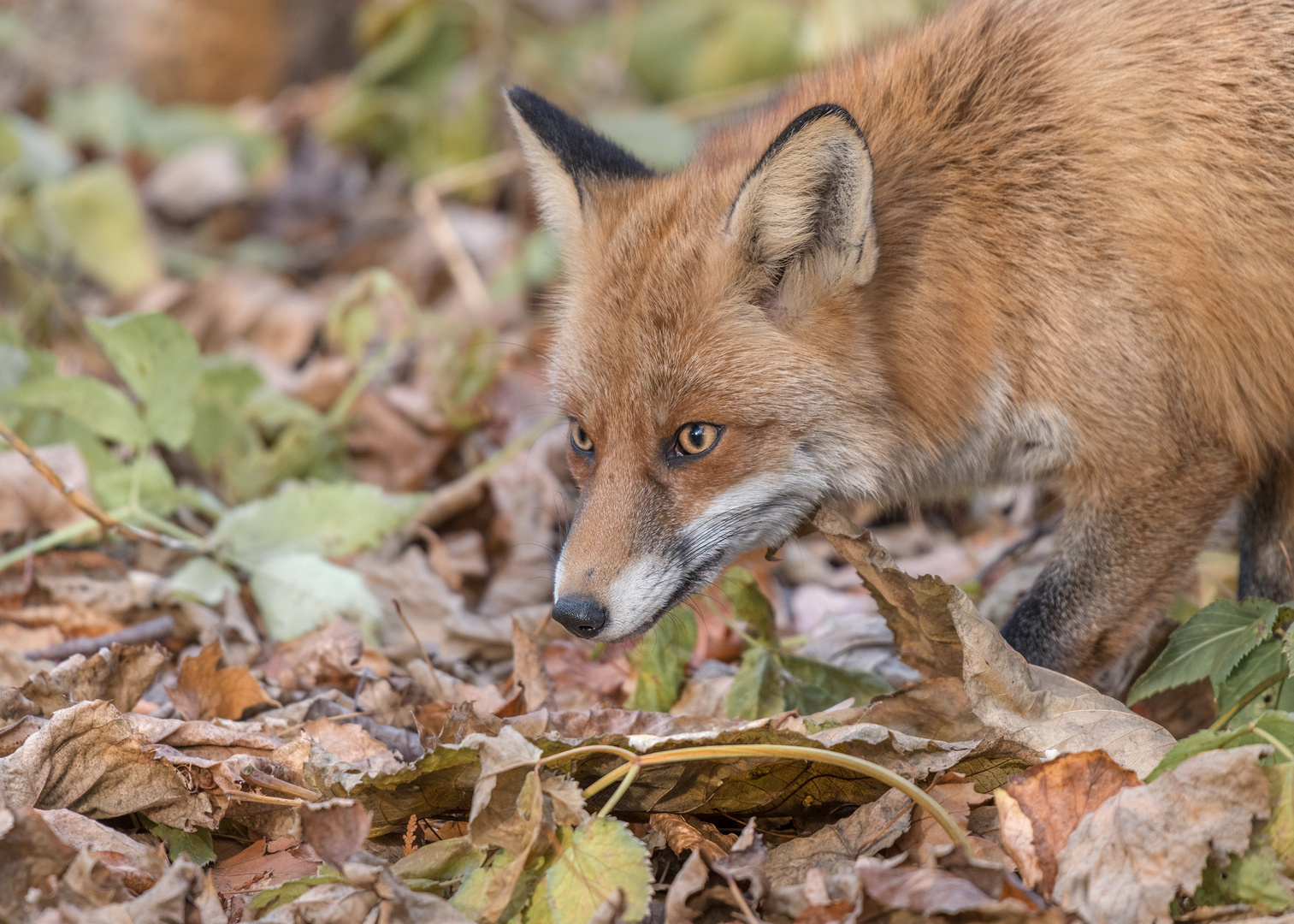 Der Rotfuchs (Vulpes vulpes) Foto & Bild | natur, november, tiere ...