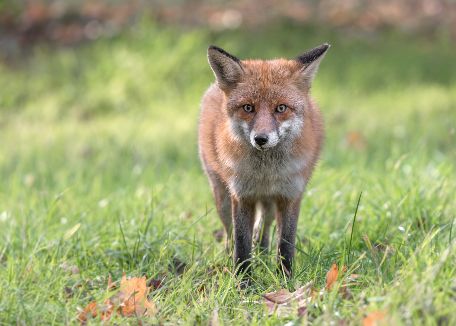 Der Rotfuchs (Vulpes vulpes) Foto & Bild | tiere, wildlife, säugetiere ...