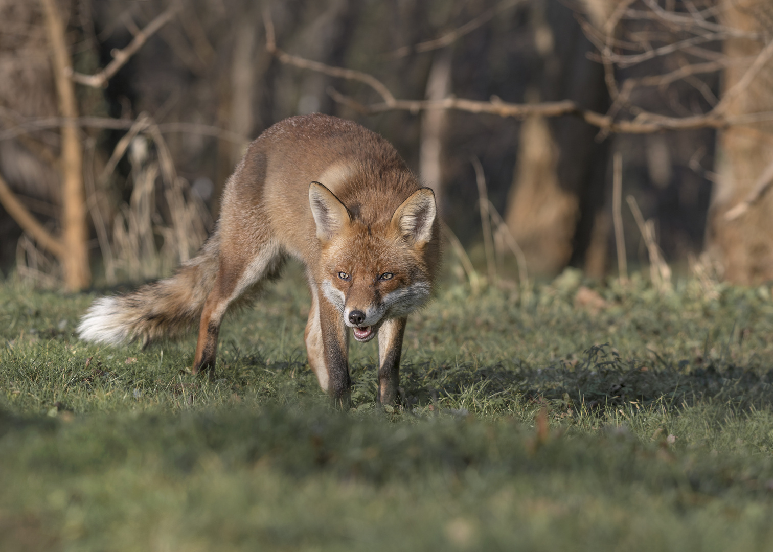 Der Rotfuchs (Vulpes vulpes) Foto & Bild | januar, winter, natur Bilder ...