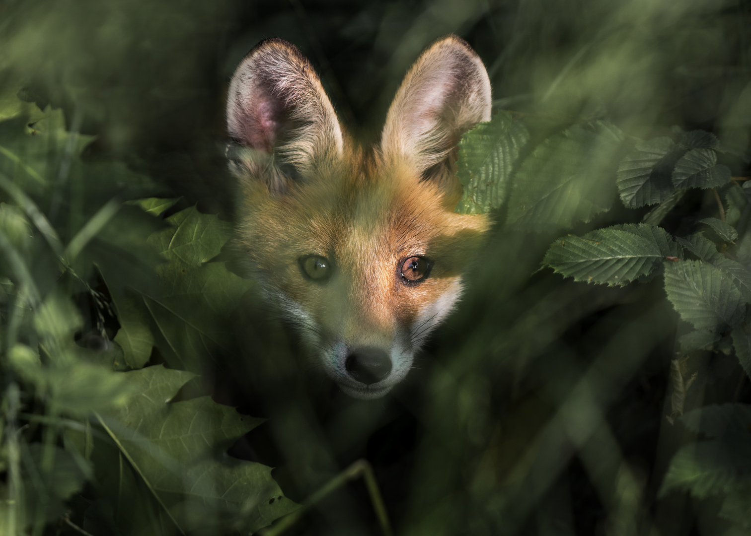 Der Rotfuchs (Vulpes vulpes) Foto & Bild | natur, tiere, wild Bilder ...