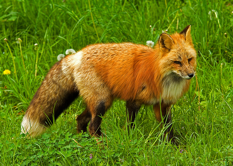 Der Rotfuchs (Vulpes vulpes) Foto & Bild | tiere, zoo, wildpark ...