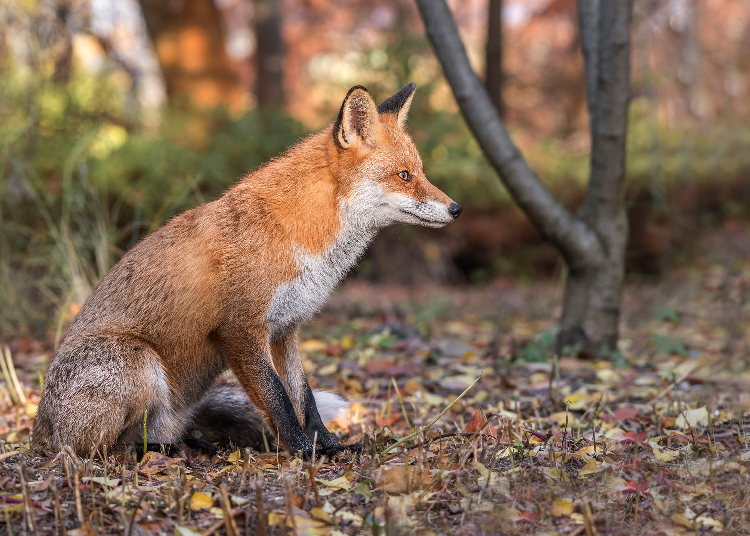 Der Rotfuchs (Vulpes vulpes) Foto & Bild | natur, herbst, tiere Bilder ...
