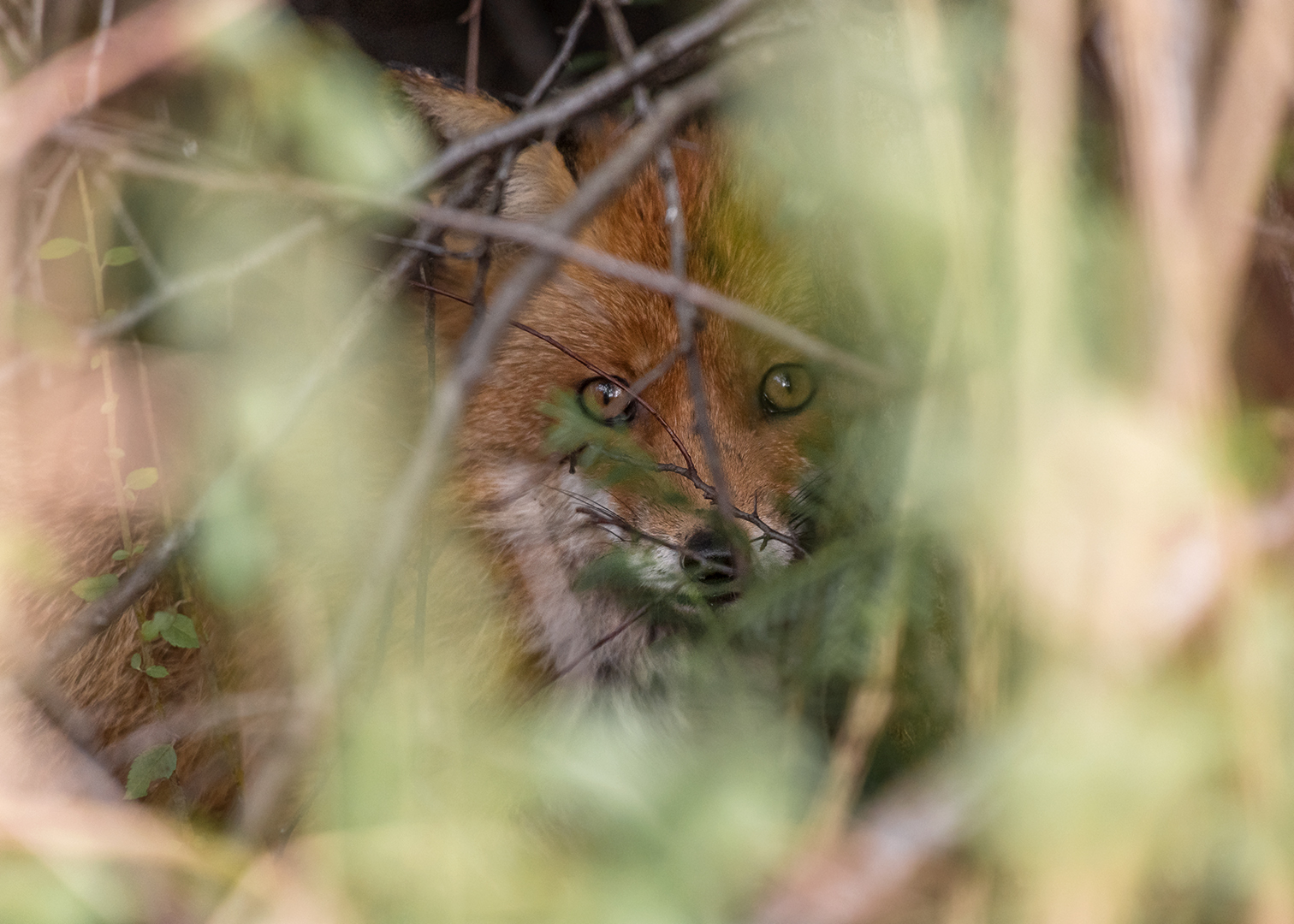 Der Rotfuchs (Vulpes vulpes) Foto & Bild | tiere, wildlife, säugetiere ...