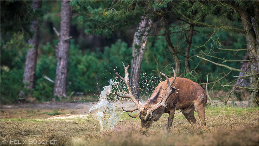 Der Rothirsch... Foto & Bild | tiere, wildlife, säugetiere Bilder auf ...