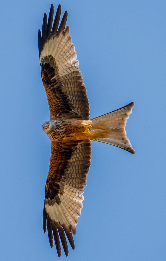 Der Rotmilan Foto & Bild | natur, greifvogel, tiere Bilder auf ...