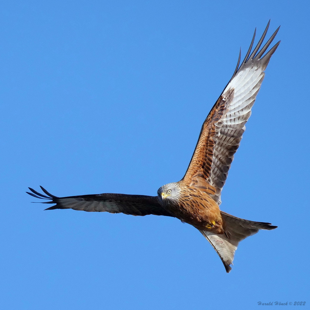 der Rotmilan Foto & Bild | tiere, wildlife, wild lebende vögel Bilder ...