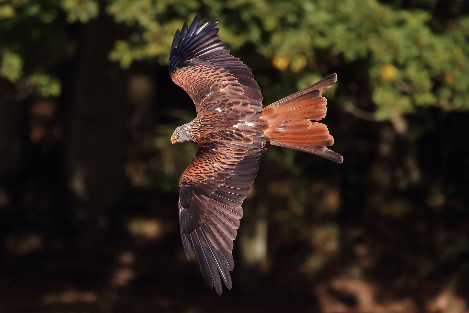 Der Rotmilan im Flug vor den Baumreihen Foto & Bild | fotos, youth ...