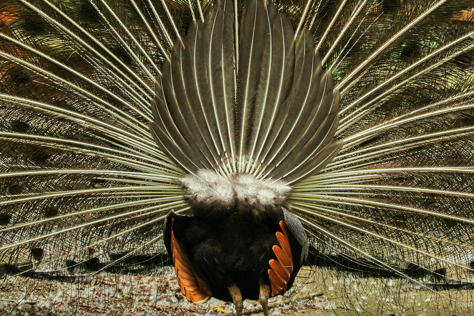 der Rücken kann auch entzücken Foto & Bild | deutschland, europe ...