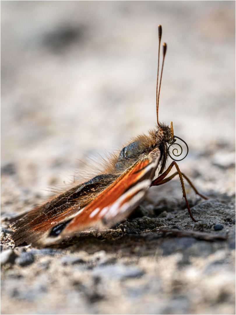 Der Rüssel Foto & Bild | tiere, wildlife, schmetterlinge Bilder auf ...