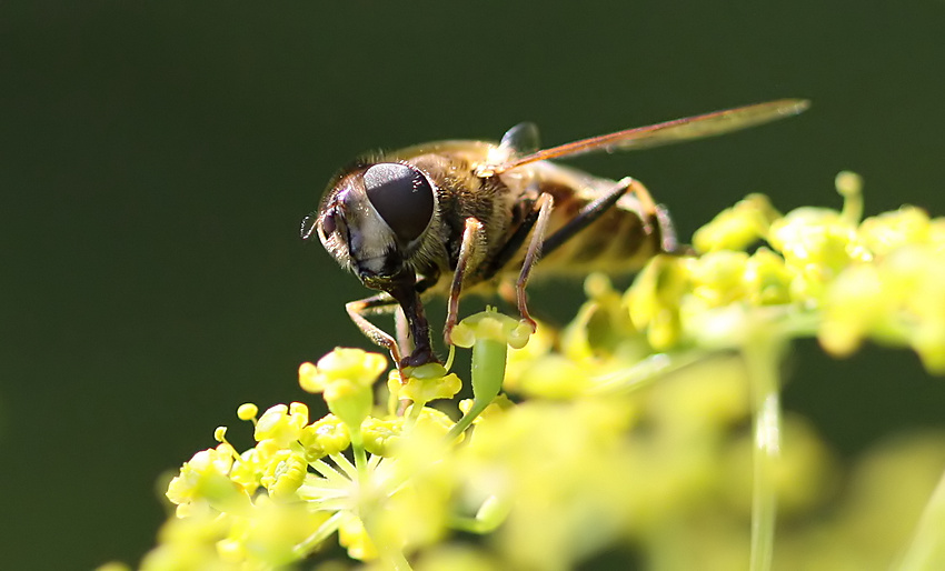 der Rüssel Foto & Bild | tiere, wildlife, insekten Bilder auf fotocommunity