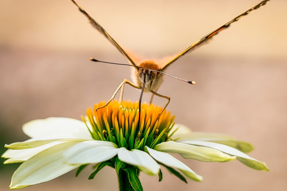 Der Rüssel Foto & Bild | fotos, spezial, makro Bilder auf fotocommunity