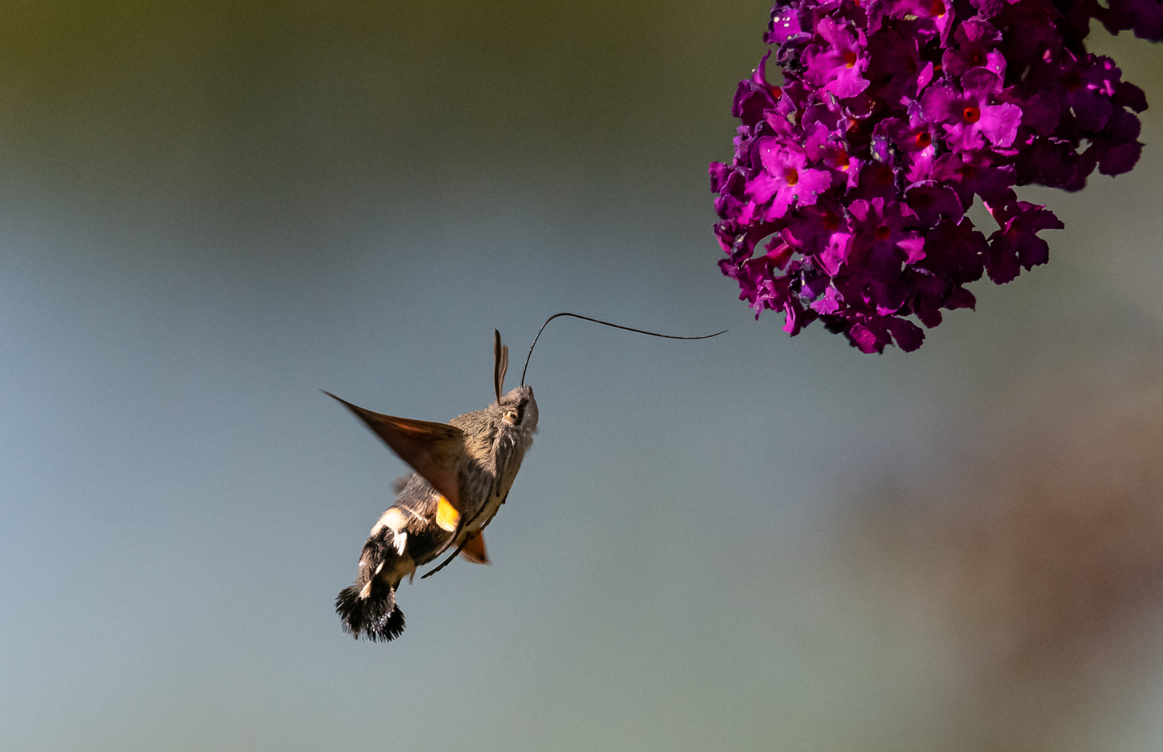 Der Rüssel ist schon ausgefahren ... Foto & Bild | tiere, wildlife ...