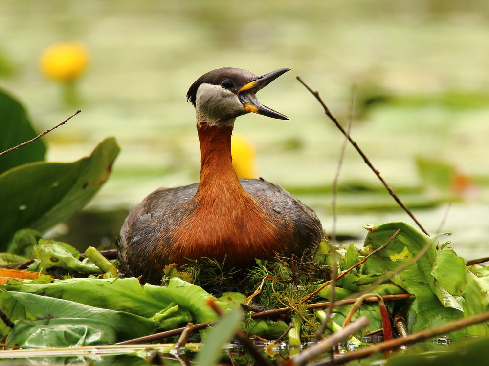 Der Ruf Foto & Bild | tiere, wildlife, natur Bilder auf fotocommunity