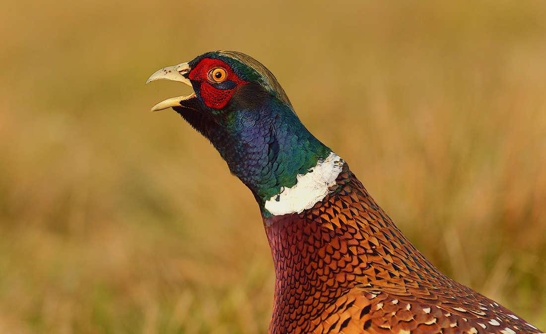 Der Rufer Foto & Bild | tiere, wildlife, wild lebende vögel Bilder auf ...