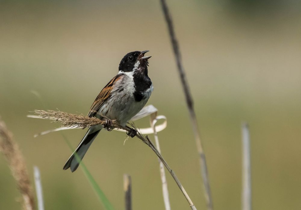 Der Sänger Foto & Bild | tiere, wildlife, wild lebende vögel Bilder auf ...
