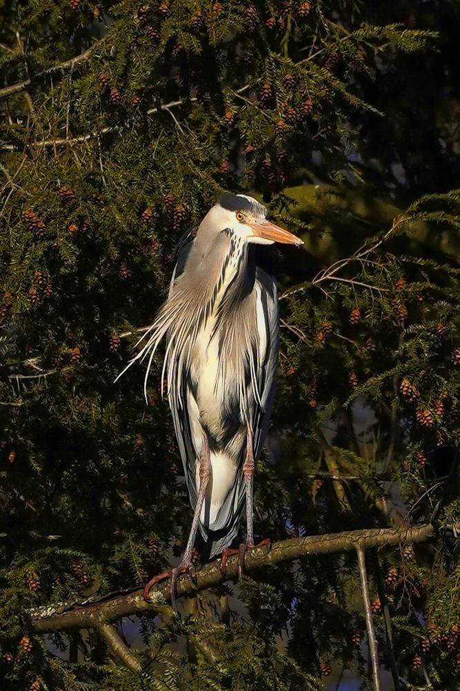 Der Sauerländische "Tannen"-Reier. Foto & Bild | natur, landschaft ...