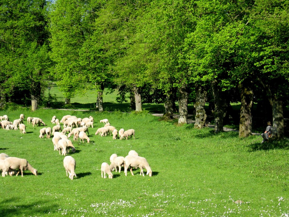 Der Schäfer von Triesdorf Foto & Bild | deutschland, europe, bayern ...