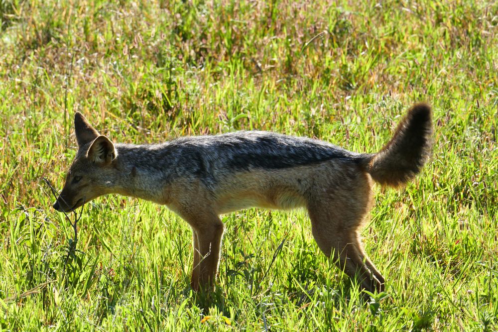 ...der Schakal... Foto & Bild | world, afrika, africa Bilder auf ...