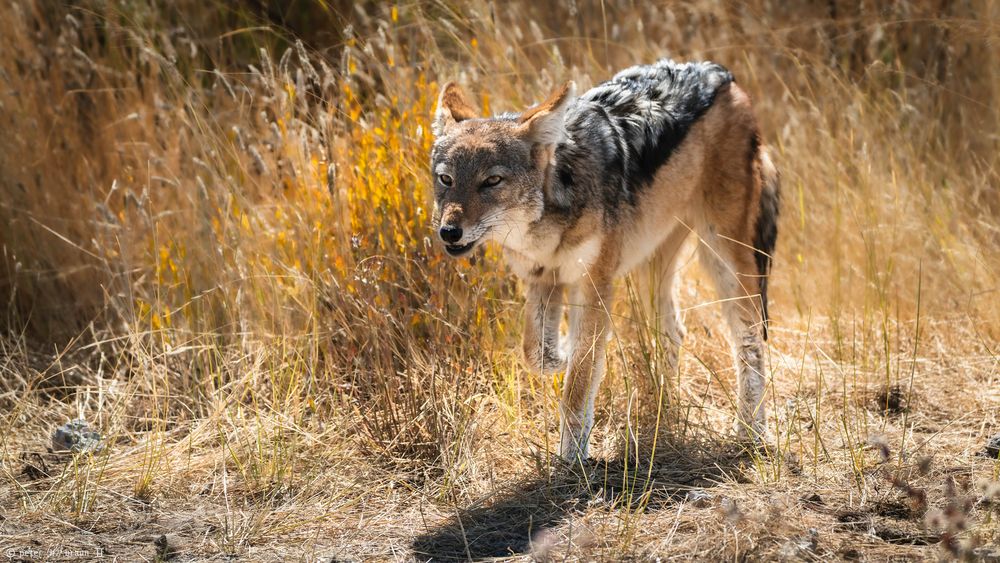 Der Schakal Foto & Bild | africa, southern africa, namibia Bilder auf ...