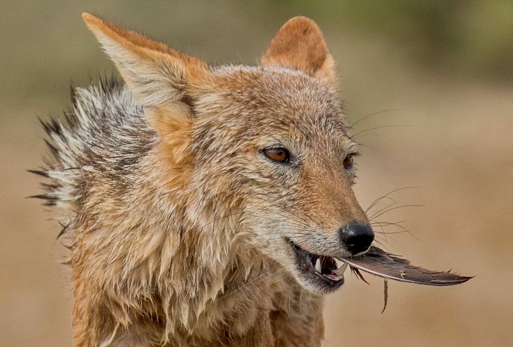 * der Schakal * Foto & Bild | fotos, world, natur Bilder auf fotocommunity
