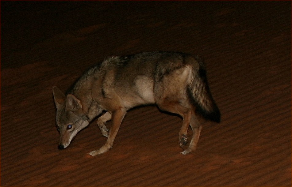 Der Schakal Foto & Bild | landschaft, wüste, natur Bilder auf fotocommunity