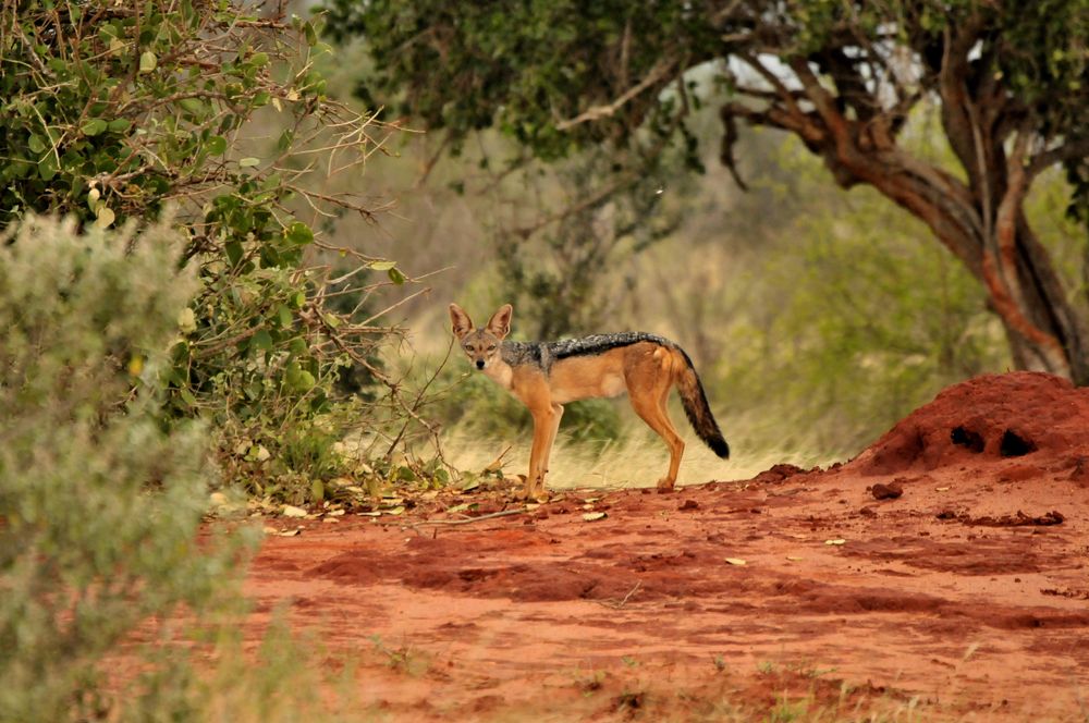 " Der Schakal " Foto & Bild | tiere, wildlife, säugetiere Bilder auf ...
