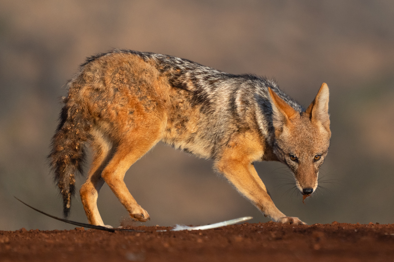 Der Schakal und die Feder Foto & Bild | natur, feder, afrika Bilder auf ...