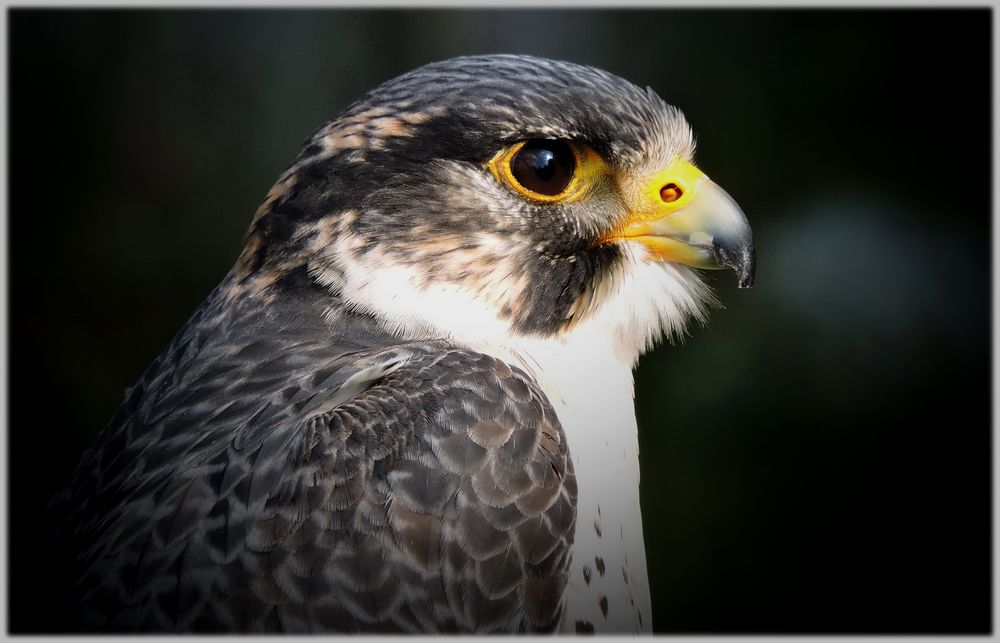 Der scharfe Blick... Foto & Bild | tiere, zoo, wildpark & falknerei ...