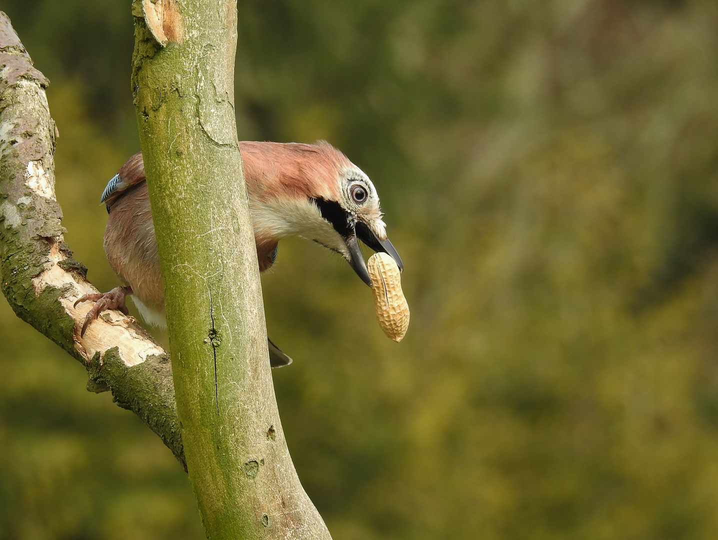 Der "Schelm"..... Foto & Bild | tiere, wildlife, wild lebende vögel ...
