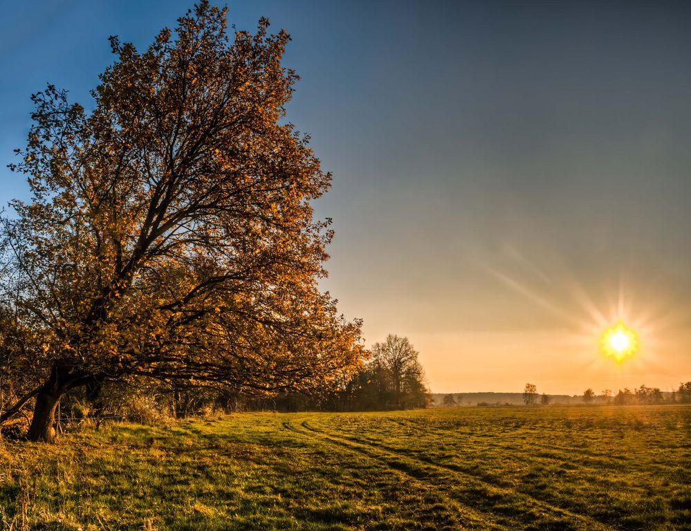 Der schiefe Baum an der Spree Foto & Bild | sonnenuntergang, bäume, baum Bilder auf fotocommunity