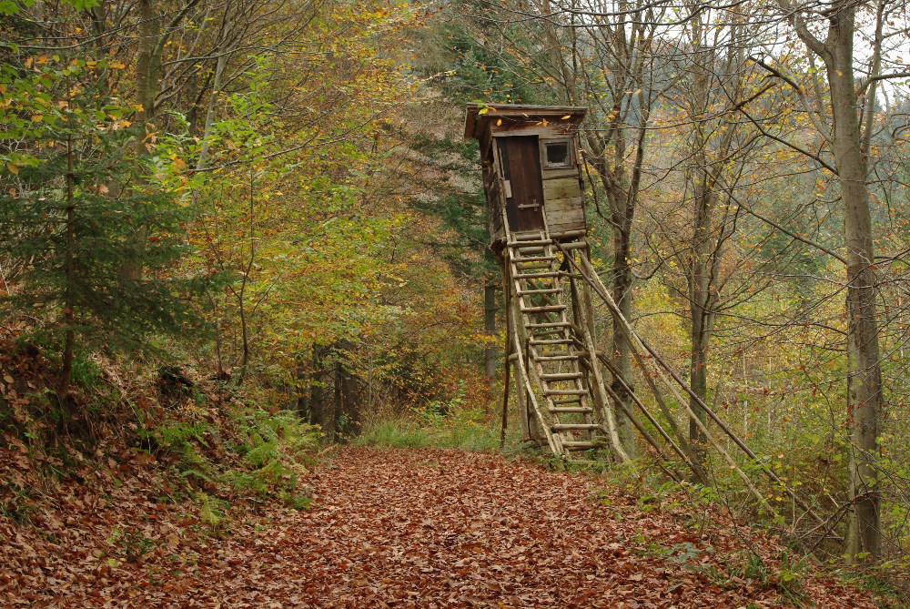 Der schiefe Hochsitz Foto & Bild | wald, natur, herbst Bilder auf ...