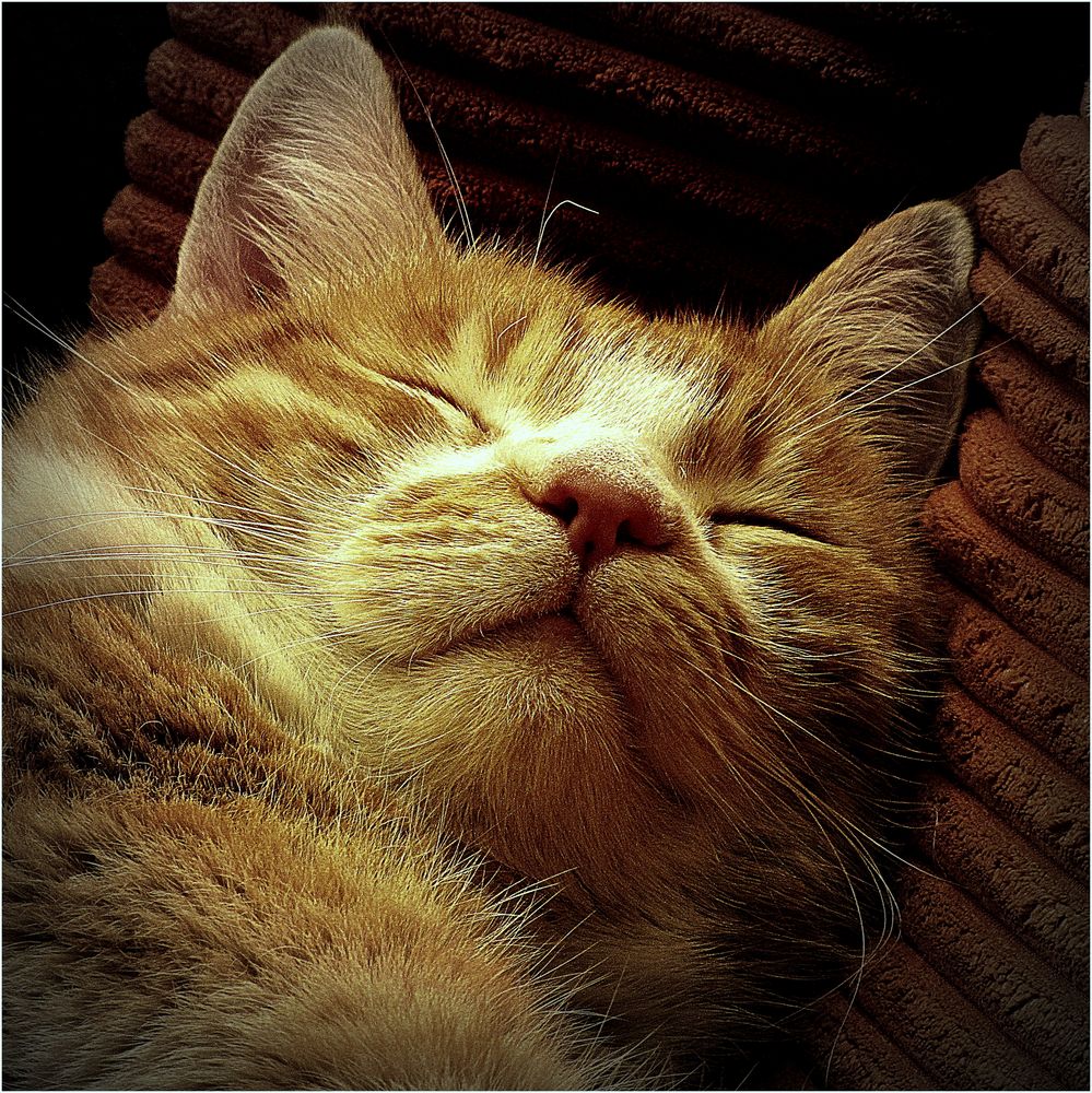 Der Schläfer Foto & Bild | tiere, haustiere, katzen Bilder auf fotocommunity