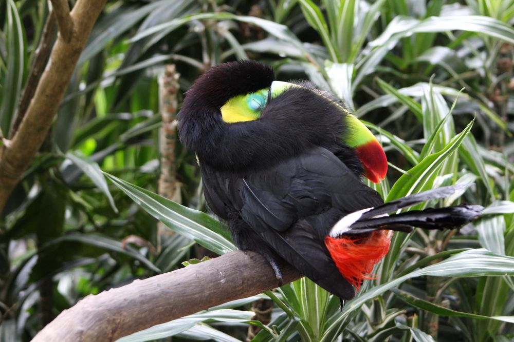 Der schlafende Tukan Foto & Bild | tiere, zoo, wildpark & falknerei ...
