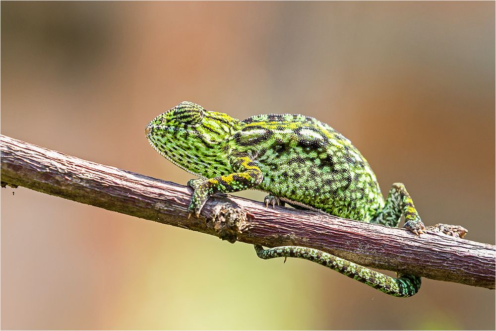 Der Schleicher Foto & Bild | natur, wildlife, madagaskar Bilder auf ...