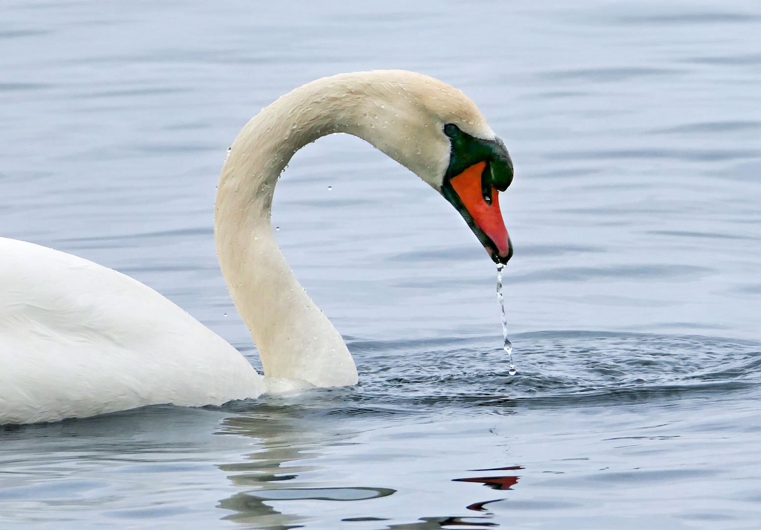 Der Schluck war zu groß Foto & Bild | tiere, wildlife, wild lebende ...