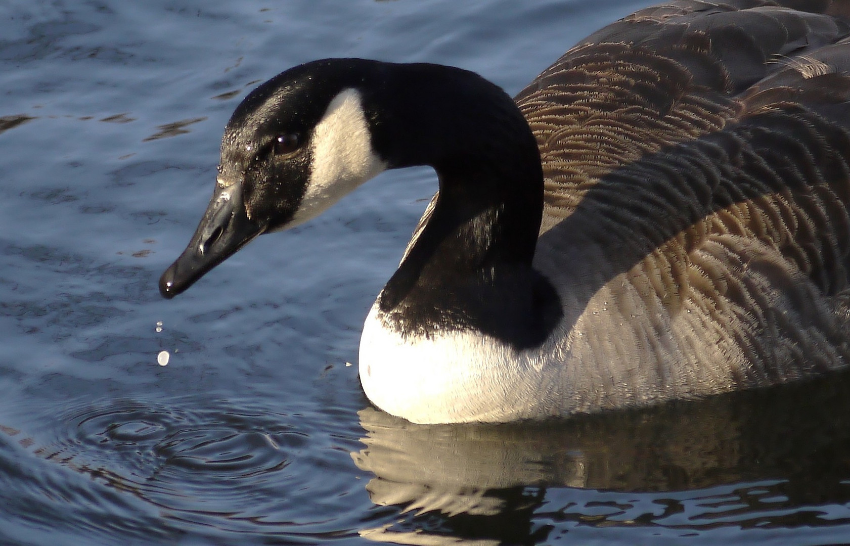 Der Schluck zwischendurch Foto & Bild | tiere, wildlife, wild lebende ...