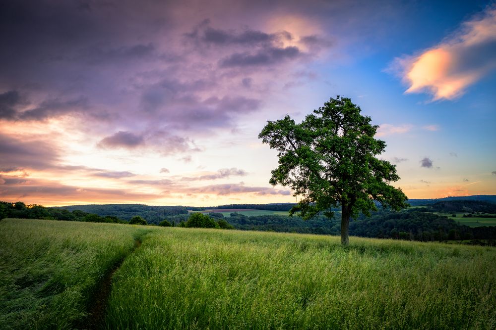 Der schmale Weg Foto & Bild | landschaft, jahreszeiten, frühling Bilder ...