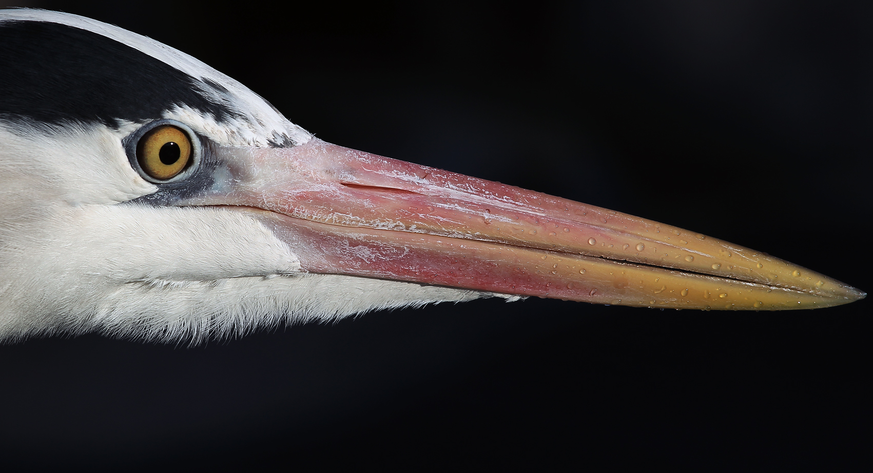 Der Schnabel! Foto & Bild | tiere, wildlife, wild lebende vögel Bilder ...