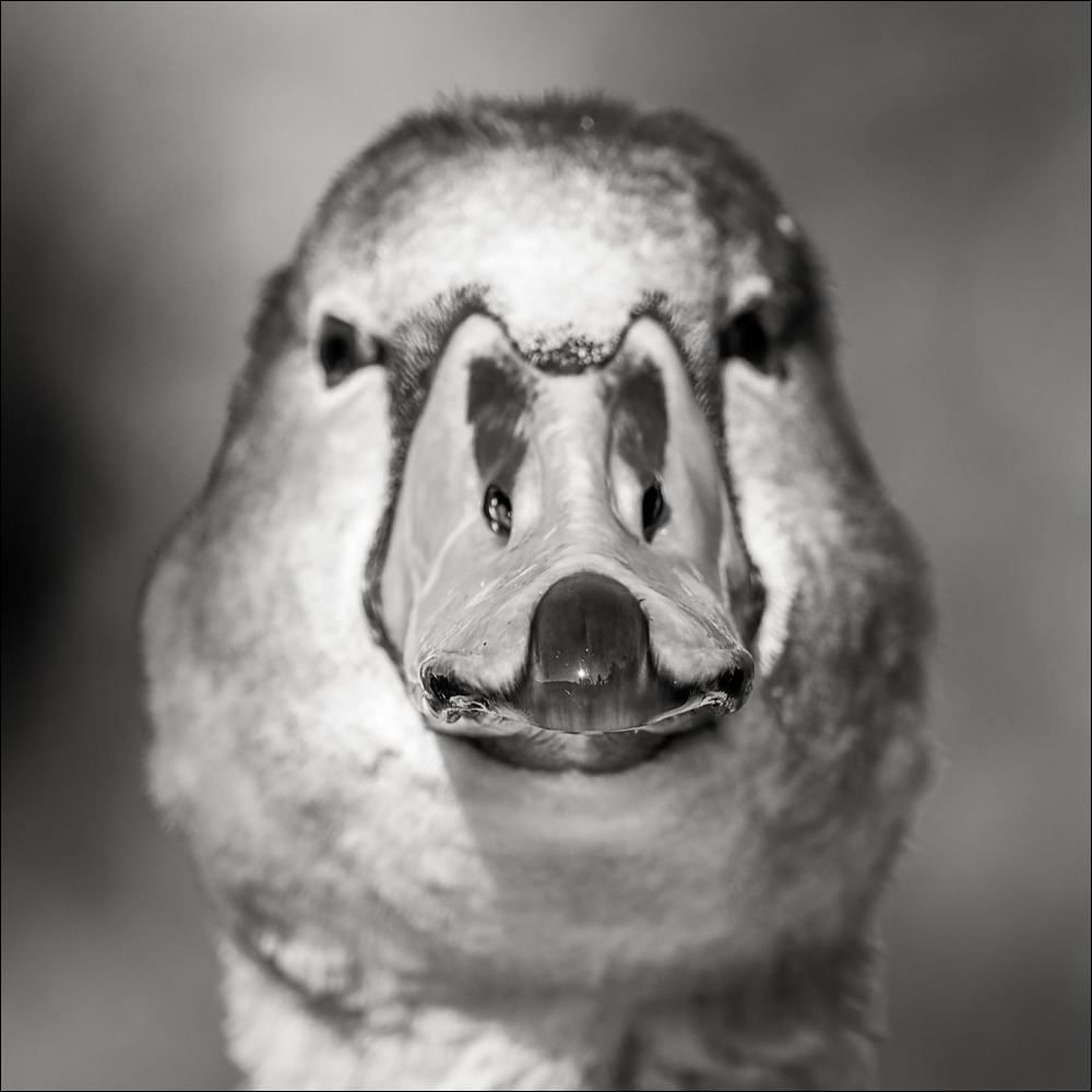 Der Schnabel Foto & Bild | tiere, wildlife, wild lebende vögel Bilder ...