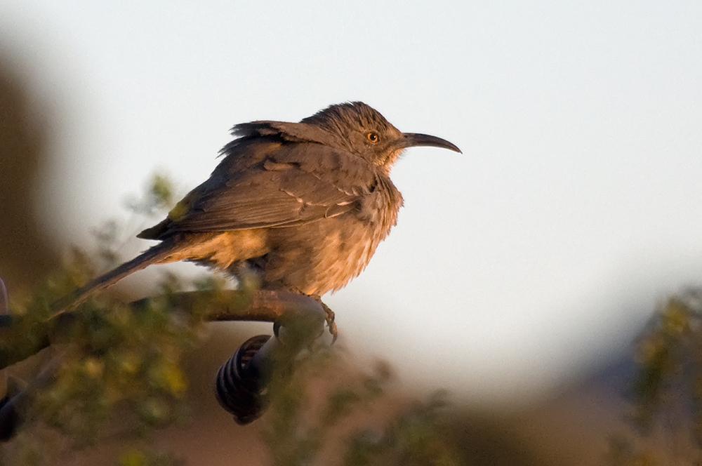Der Schnabel... Foto & Bild | tiere, wildlife, wild lebende vögel ...