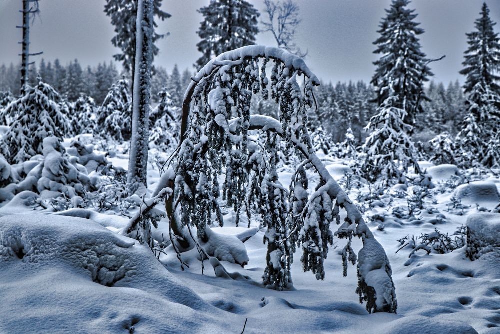 Der Schnee ist zurück Foto & Bild | deutschland, europe, nordrhein- westfalen Bilder auf ...